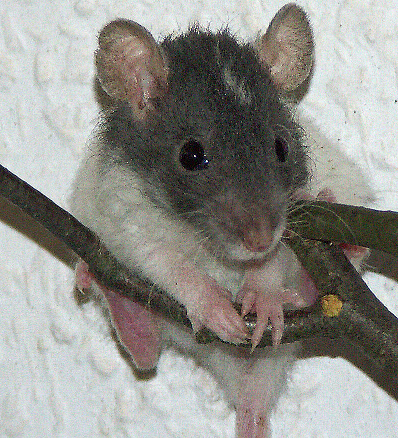 Praxis für kleine Heimtiere - Physiologie